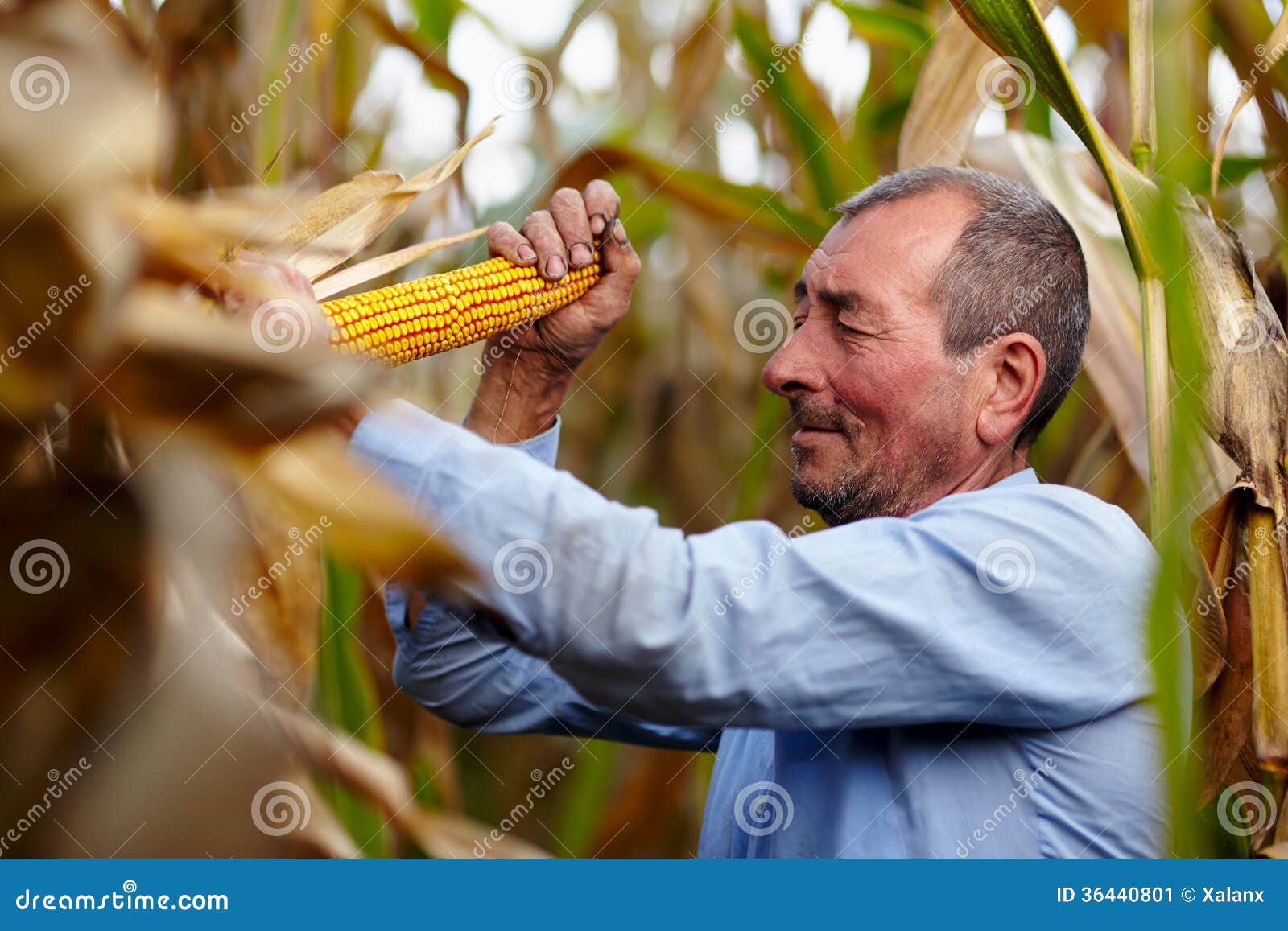 Farmer at corn harvest stock image. Image of land, crop - 36440801