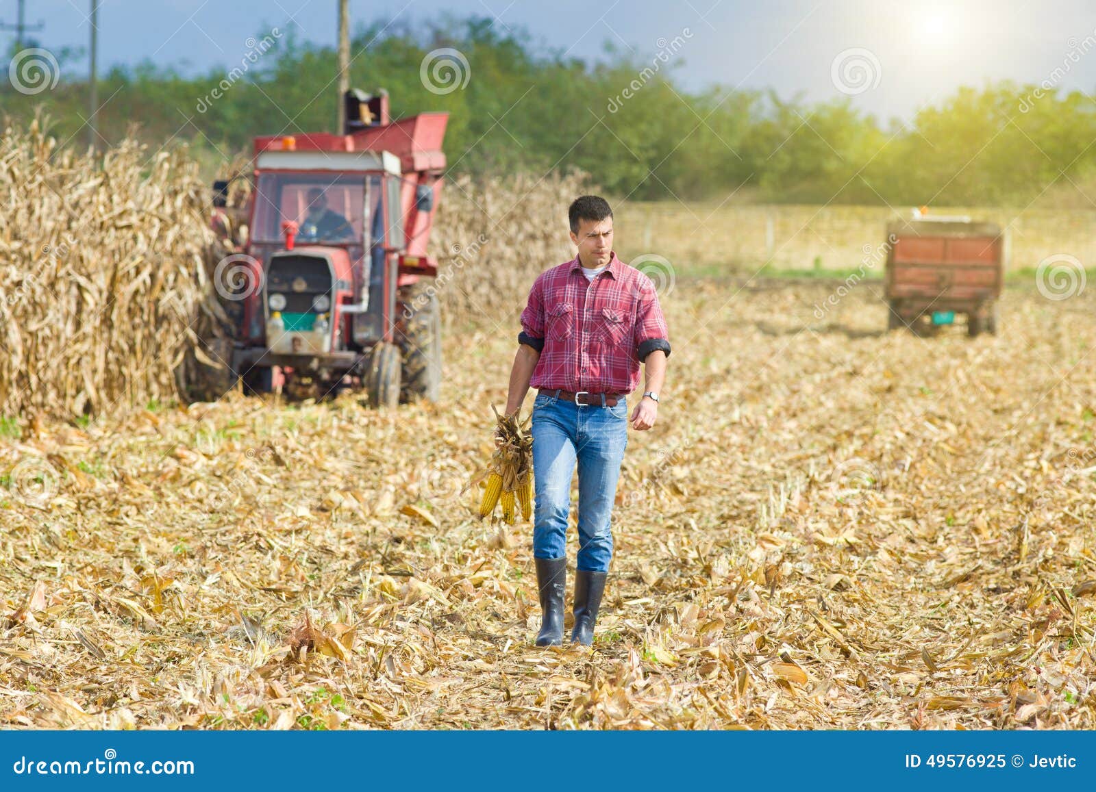 Farmer on corn harvest stock image. Image of crop, land - 49576925