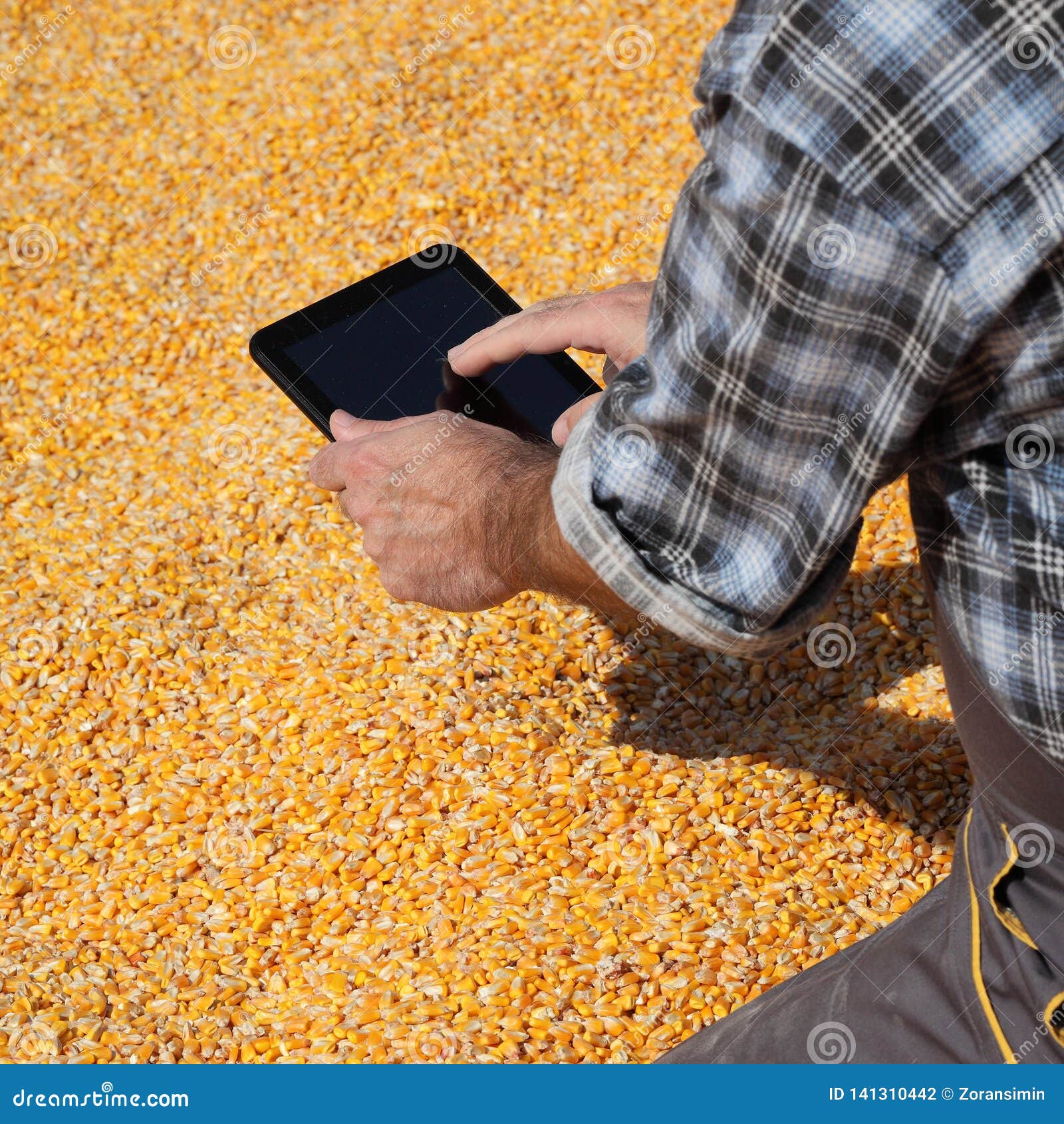 Farmer at Corn Stack after Harvest Stock Photo - Image of examining ...