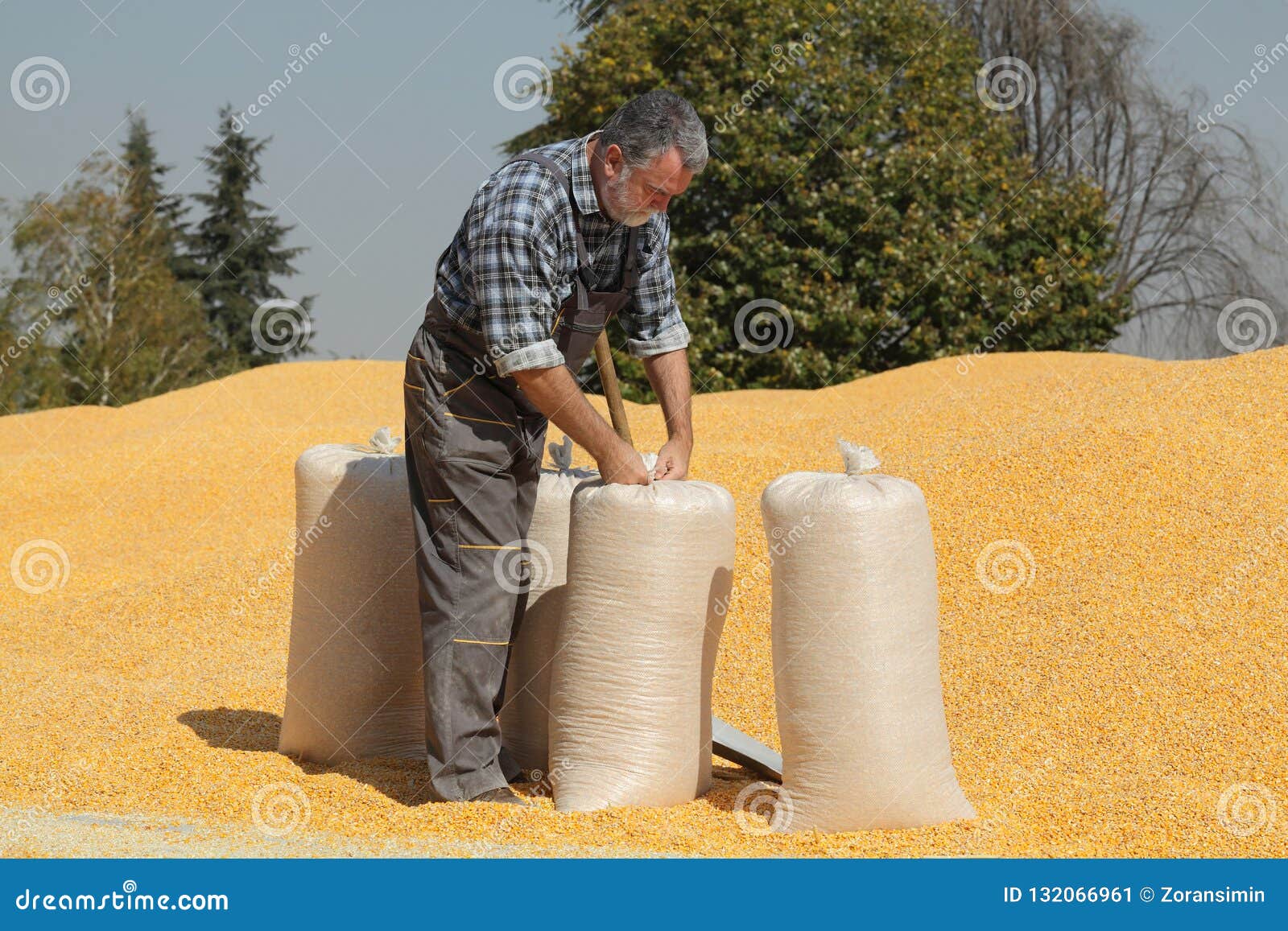 Farmer at Corn Stack after Harvest Stock Image - Image of industry ...