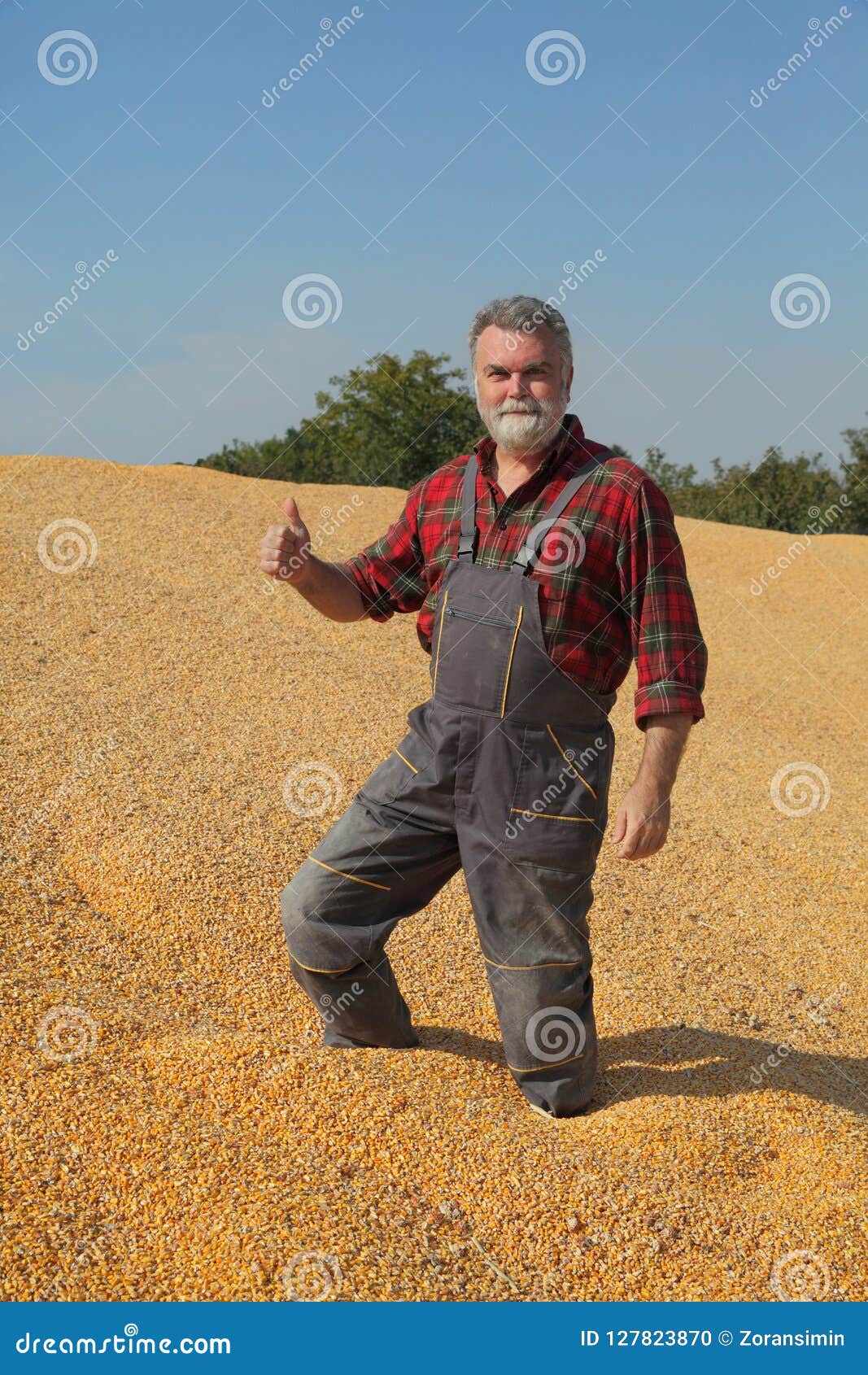 Farmer at Corn Stack after Harvest Stock Photo - Image of agronomist ...