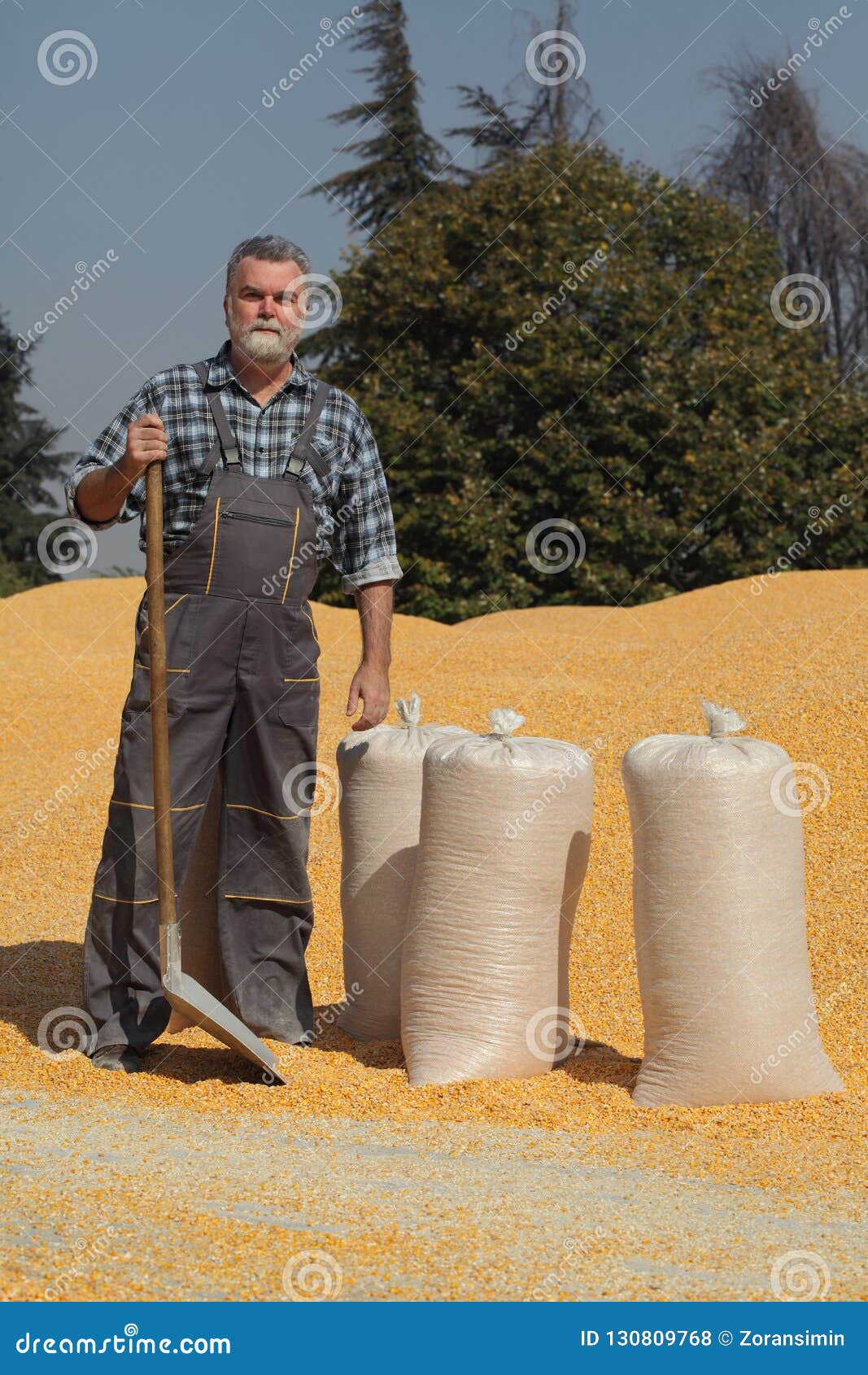 Farmer at Corn Stack after Harvest Stock Photo - Image of peasant ...