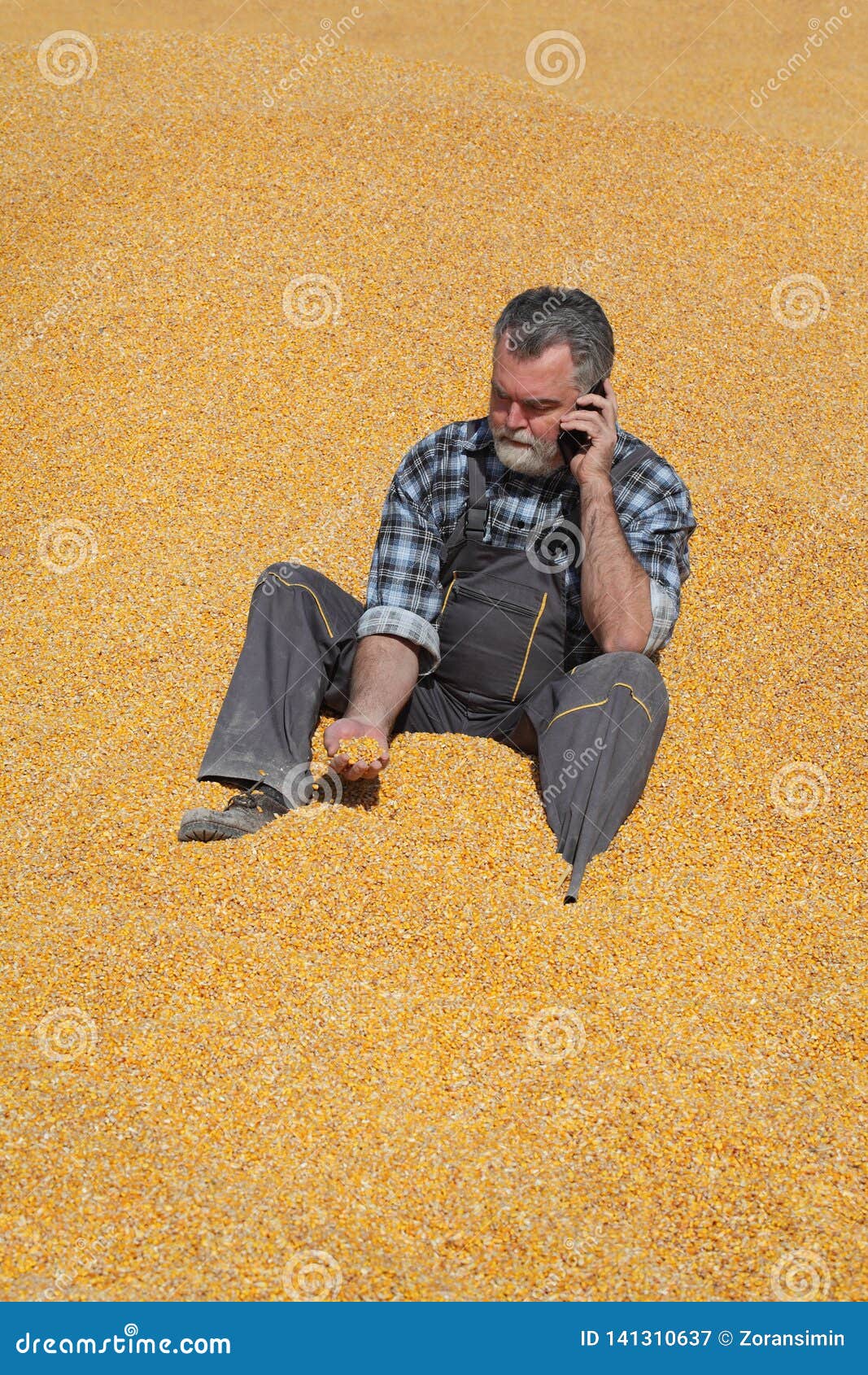 Farmer at Corn Stack after Harvest Stock Image - Image of corn ...