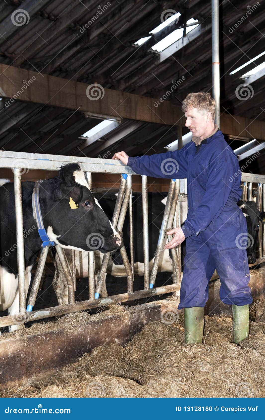Farmer and cow stock photo. Image of caring, cattle, tags - 13128180