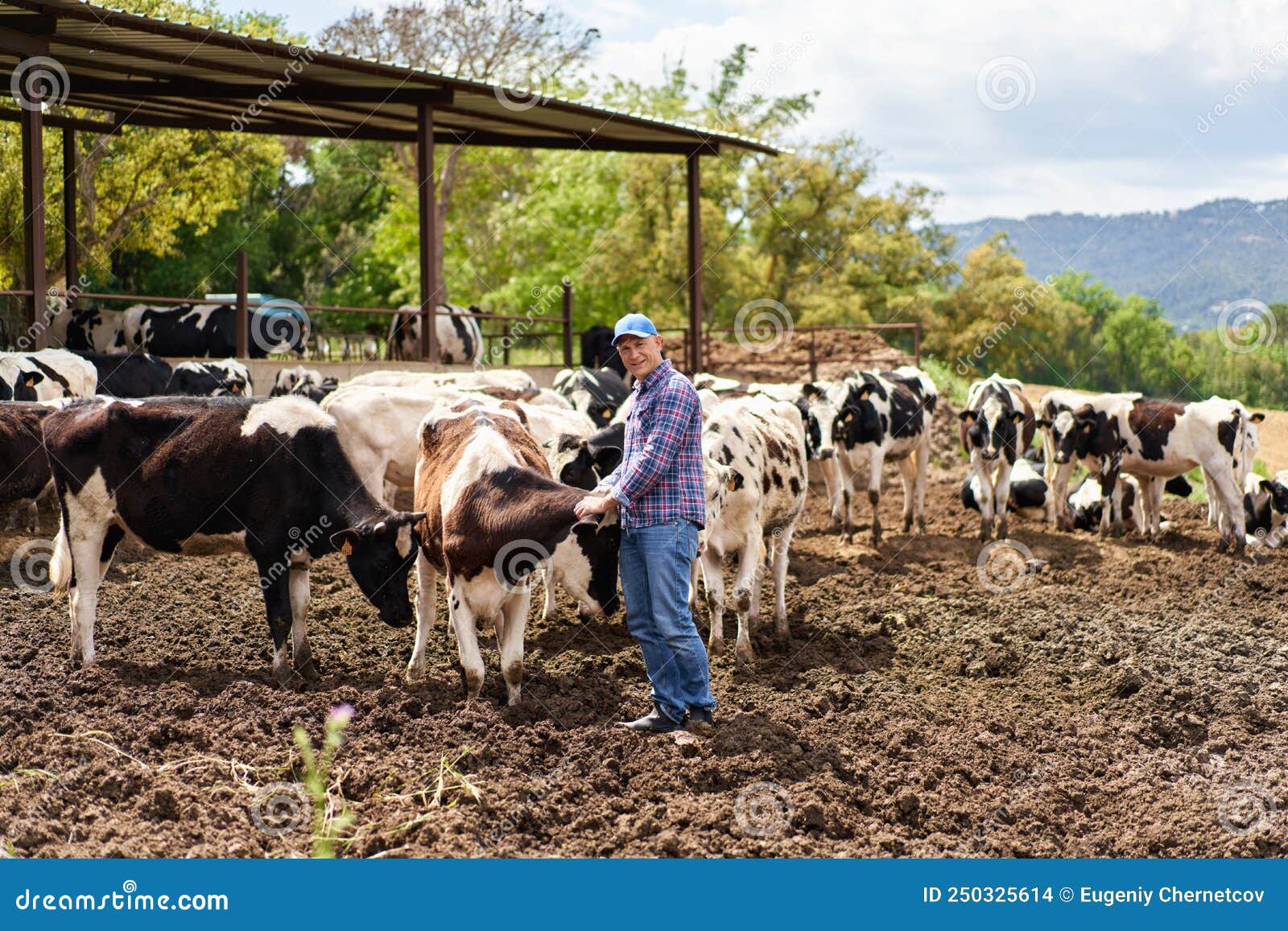 Farmer Cowboy at Cow Farm Ranch Stock Photo - Image of meat, cowboy ...