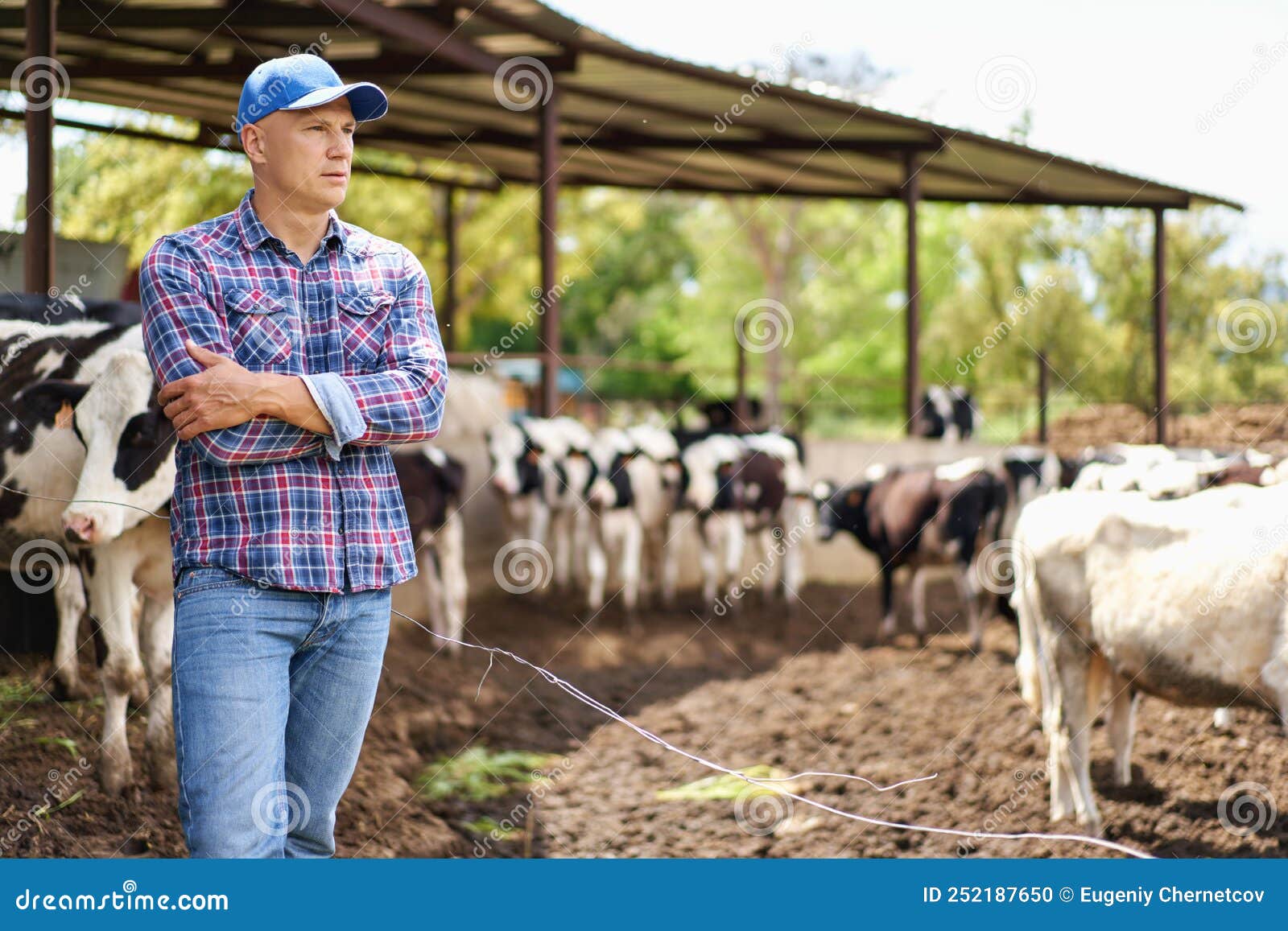 Farmer Cowboy at Cow Farm Ranch Stock Photo - Image of barn, farm ...