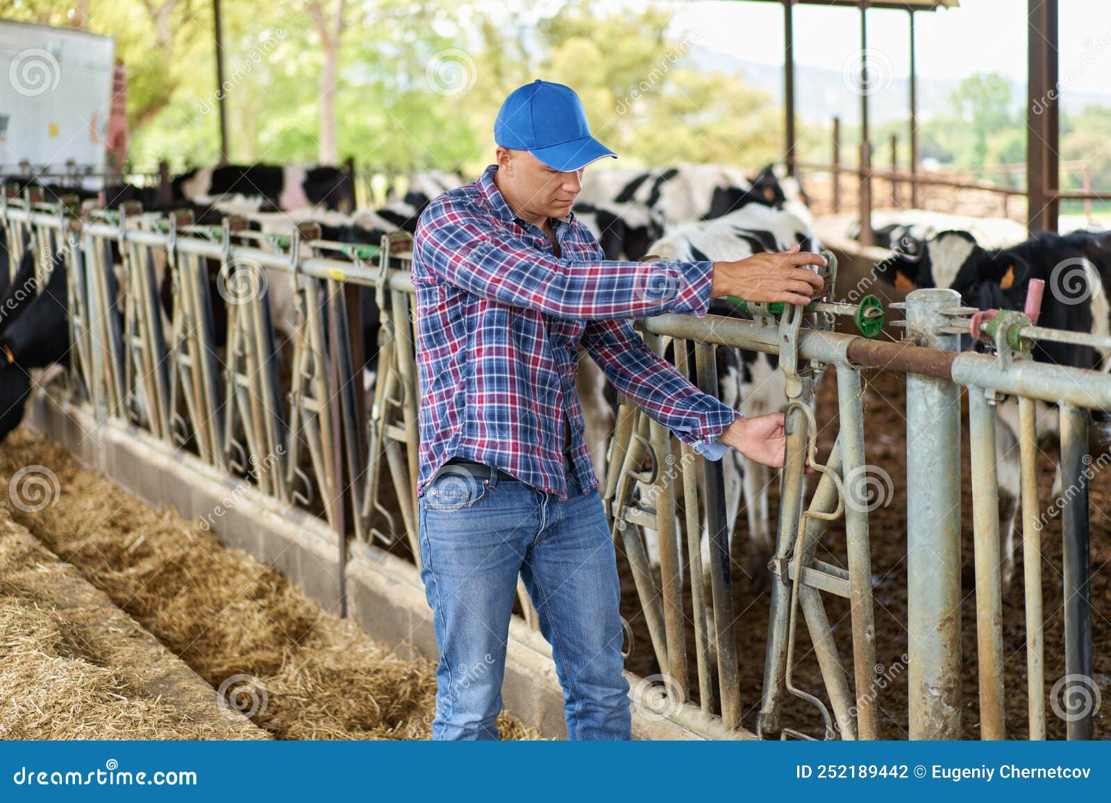 Farmer Cowboy at Cow Farm Ranch Stock Photo - Image of beef, herd ...