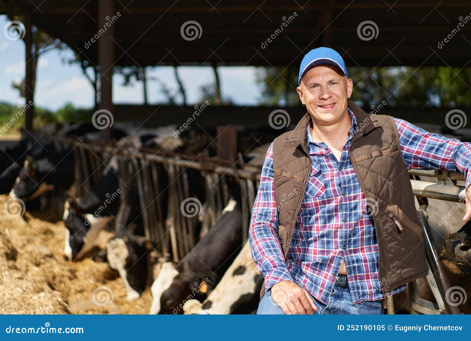 Farmer Cowboy at Cow Farm Ranch Stock Image - Image of dairy, adult ...