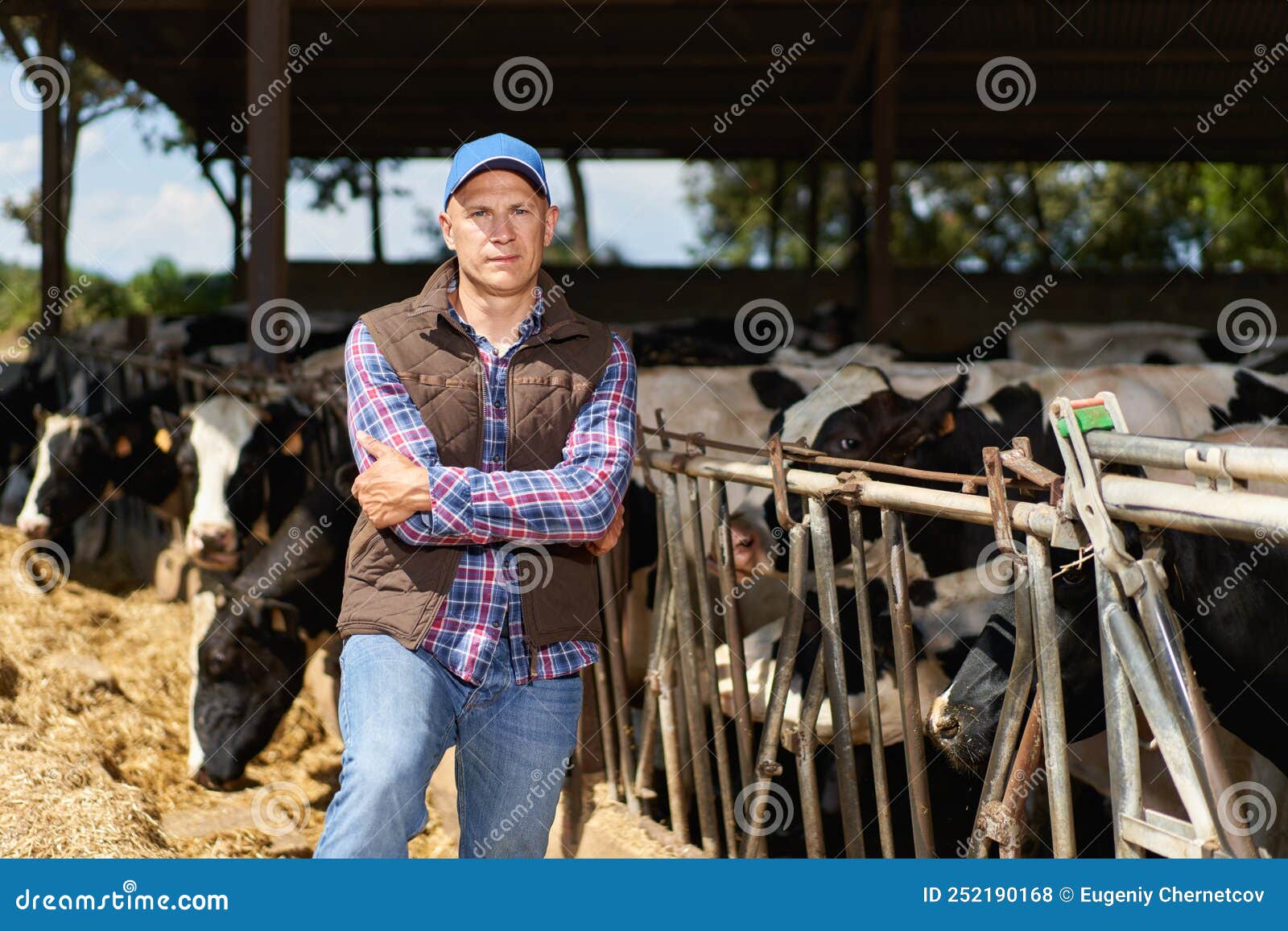 Farmer Cowboy at Cow Farm Ranch Stock Photo - Image of herd ...