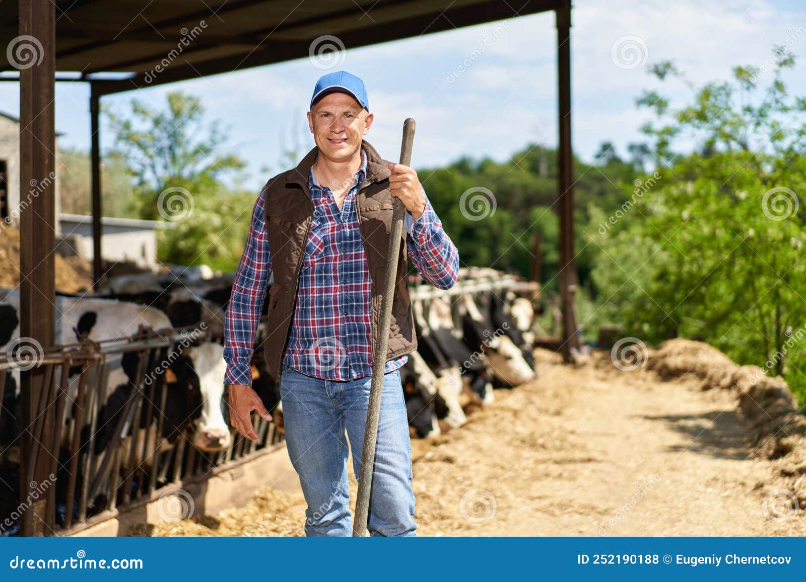 Farmer Cowboy at Cow Farm Ranch Stock Photo - Image of cowboy, care ...