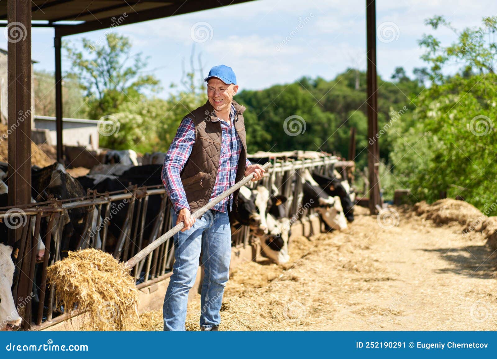 Farmer Cowboy at Cow Farm Ranch Stock Image - Image of profession ...