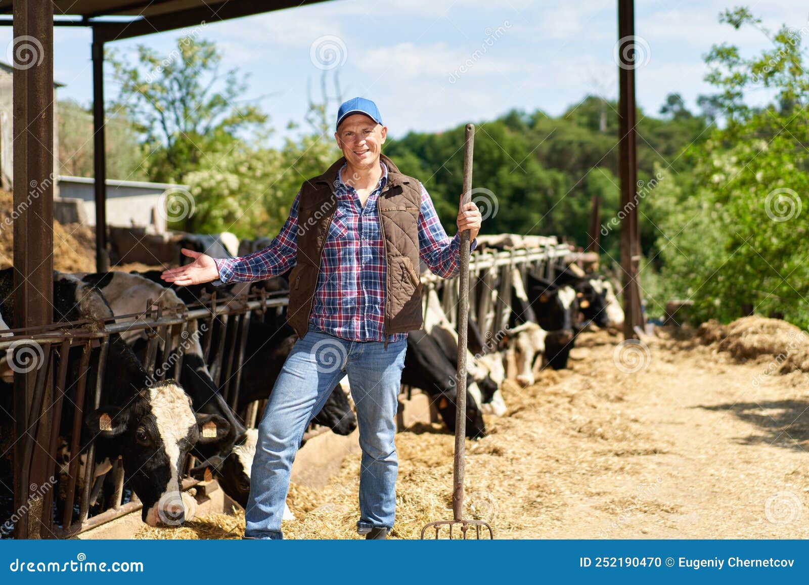 Farmer Cowboy at Cow Farm Ranch Stock Photo - Image of barn, business ...