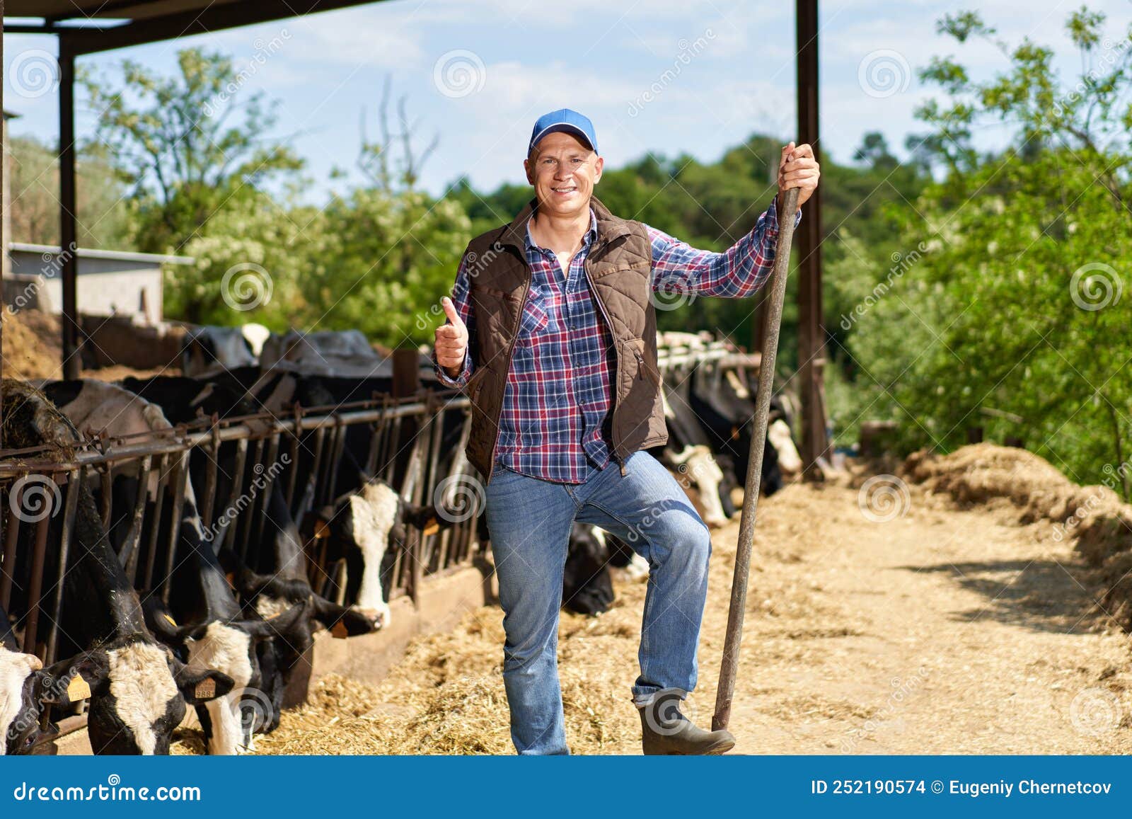 Farmer Cowboy at Cow Farm Ranch Stock Photo - Image of farm, profession ...