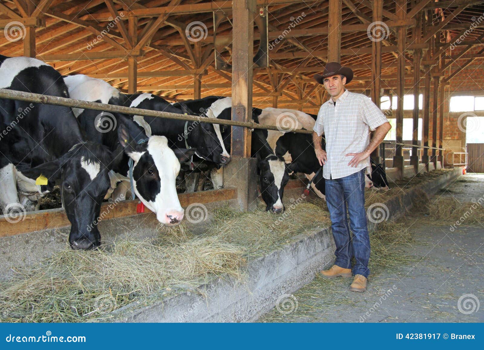 Farmer and cows stock image. Image of cowshed, cowboy - 42381917