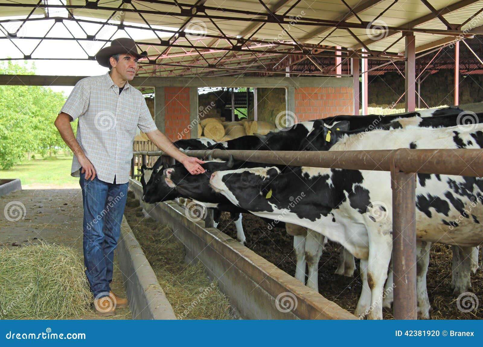 Farmer and cows stock photo. Image of animal, industrial - 42381920