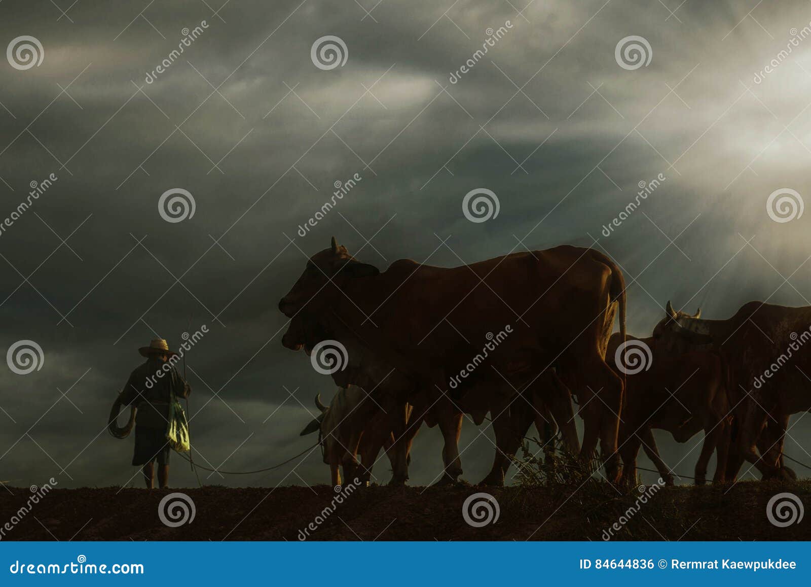 Farmer and cows at sunset. stock photo. Image of cattle - 84644836