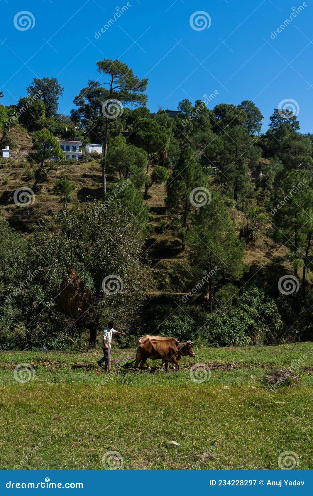 Farmer Cultivating a Farm with the Help of Cows Editorial Photography ...
