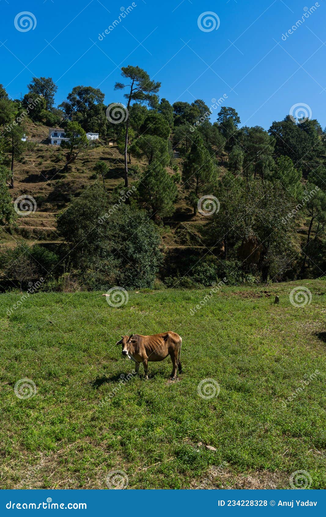 Farmer Cultivating a Farm with the Help of Cows Stock Photo - Image of ...
