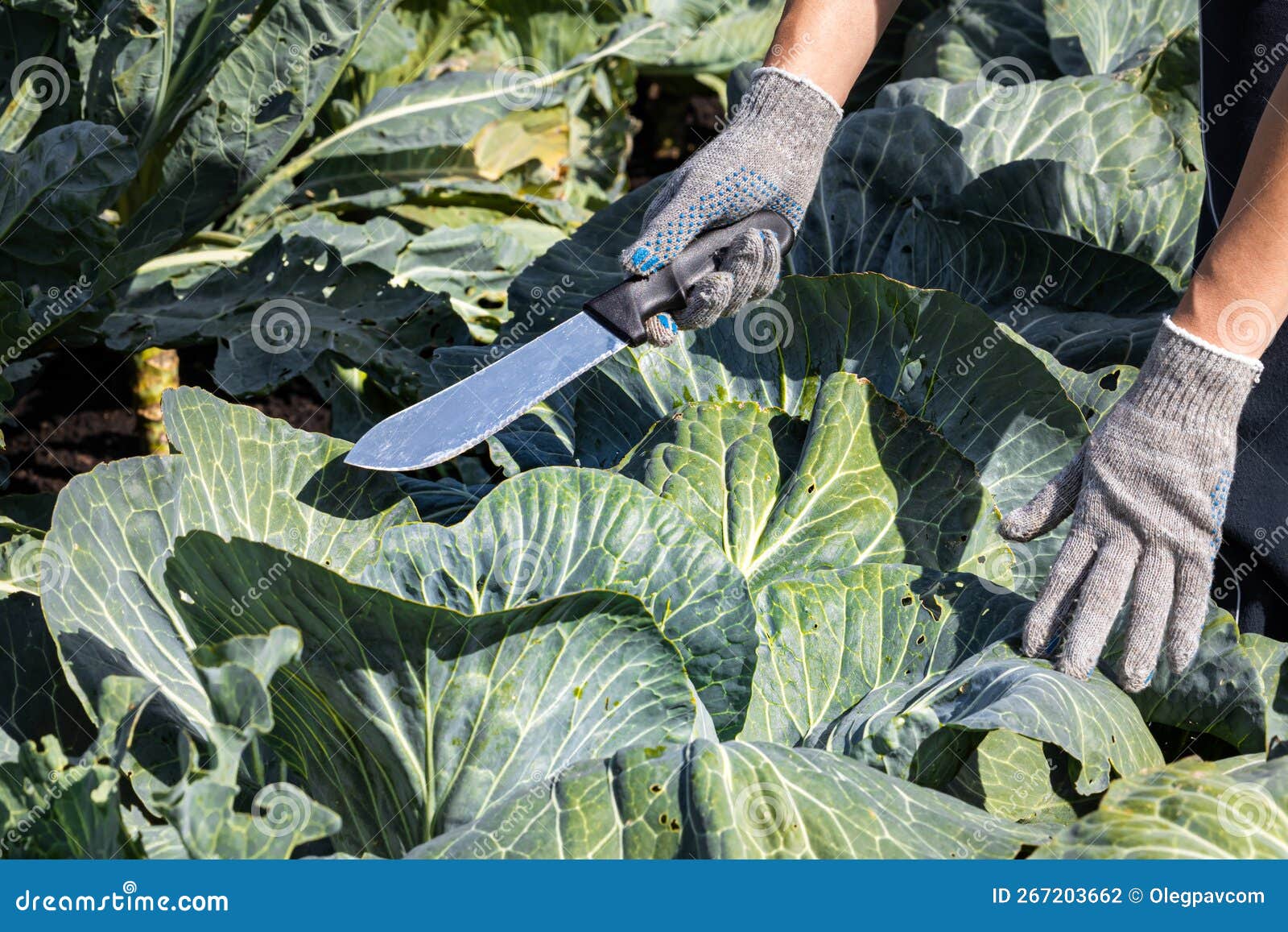Farmer Cuts Cabbage with a Knife in the Garden Stock Photo - Image of ...