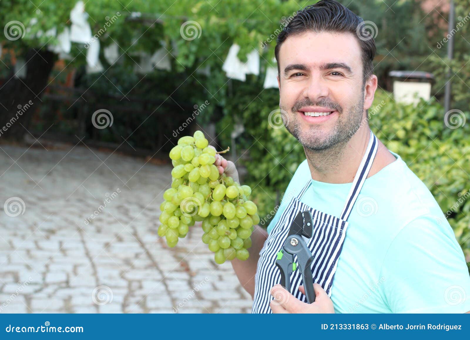 Farmer Cutting Bunch of Grapes Stock Image - Image of adult, grape ...