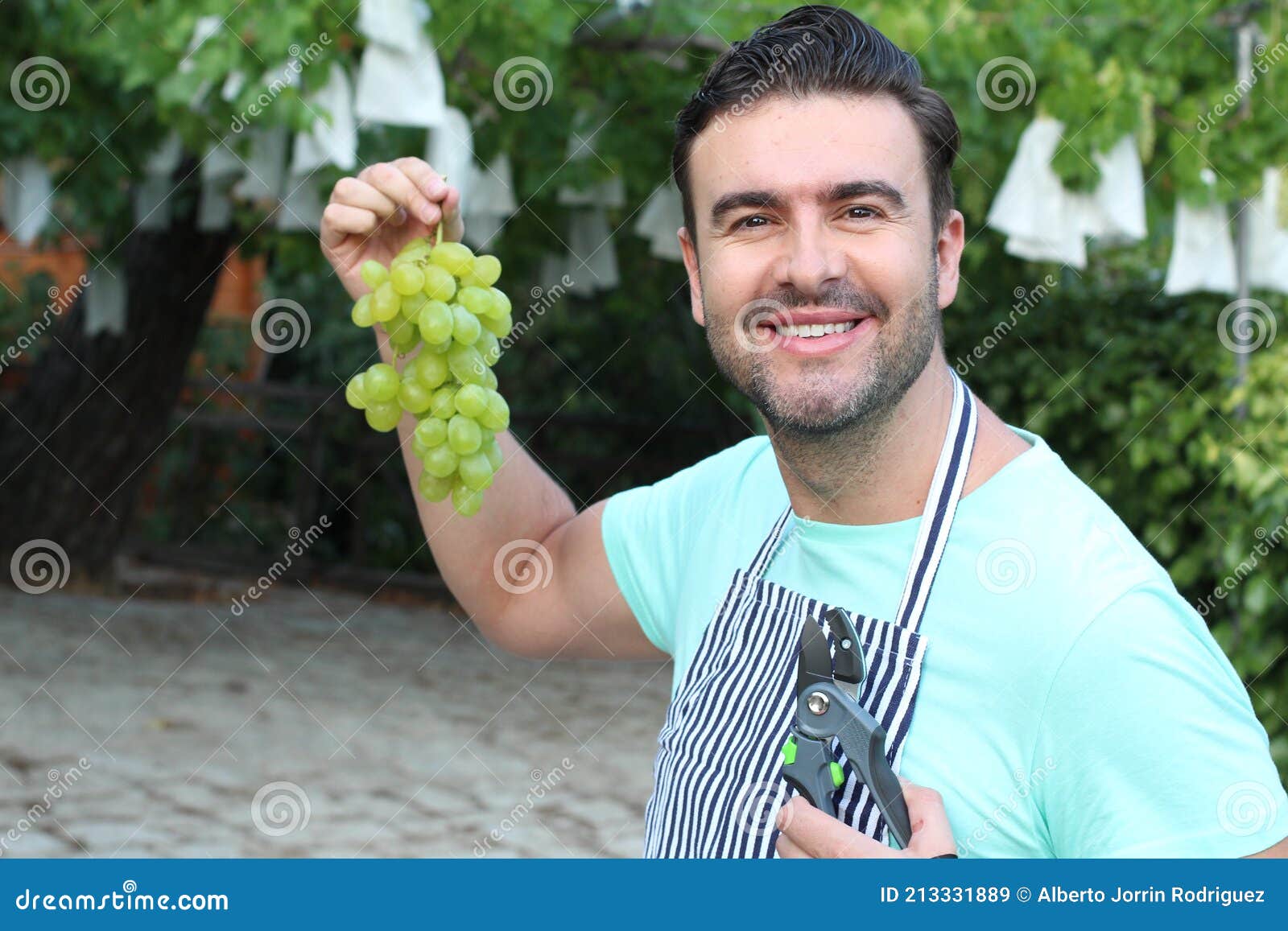 Farmer Cutting Bunch of Grapes Stock Image - Image of adult, food ...