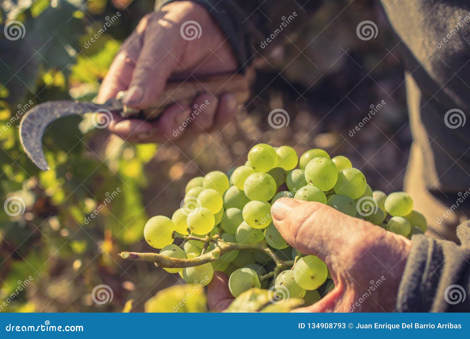Farmer Cutting Bunch Of Grapes With A Professional Tool Royalty-Free ...