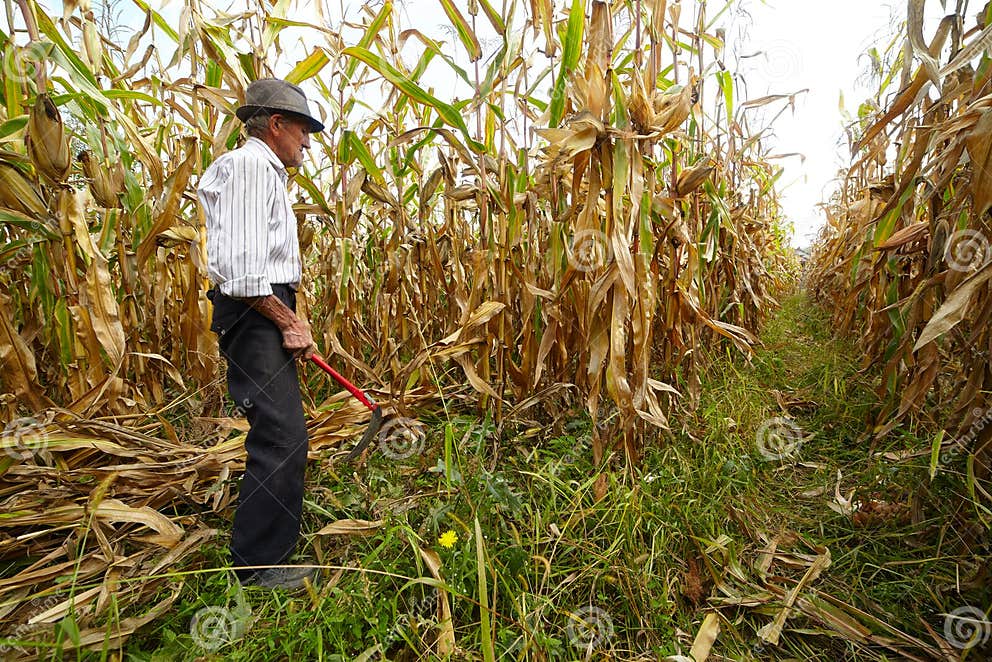 Farmer Cutting the Corn with the Reaping Hook Stock Image - Image of ...