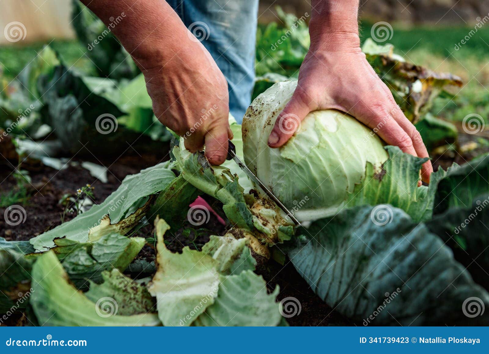 Farmer Cutting Head of Cabbage with a Knife. Cabbage Harvesting Concept ...