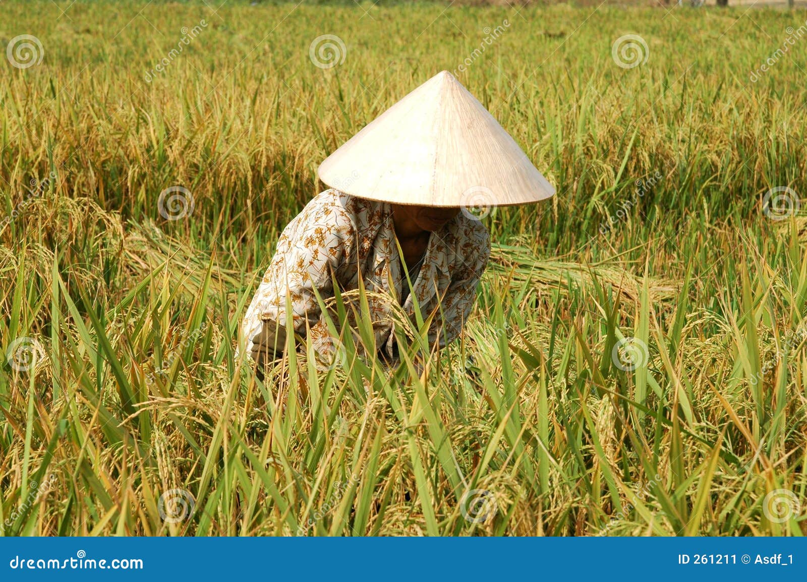 Farmer cutting rice stock image. Image of cutting, farm - 261211