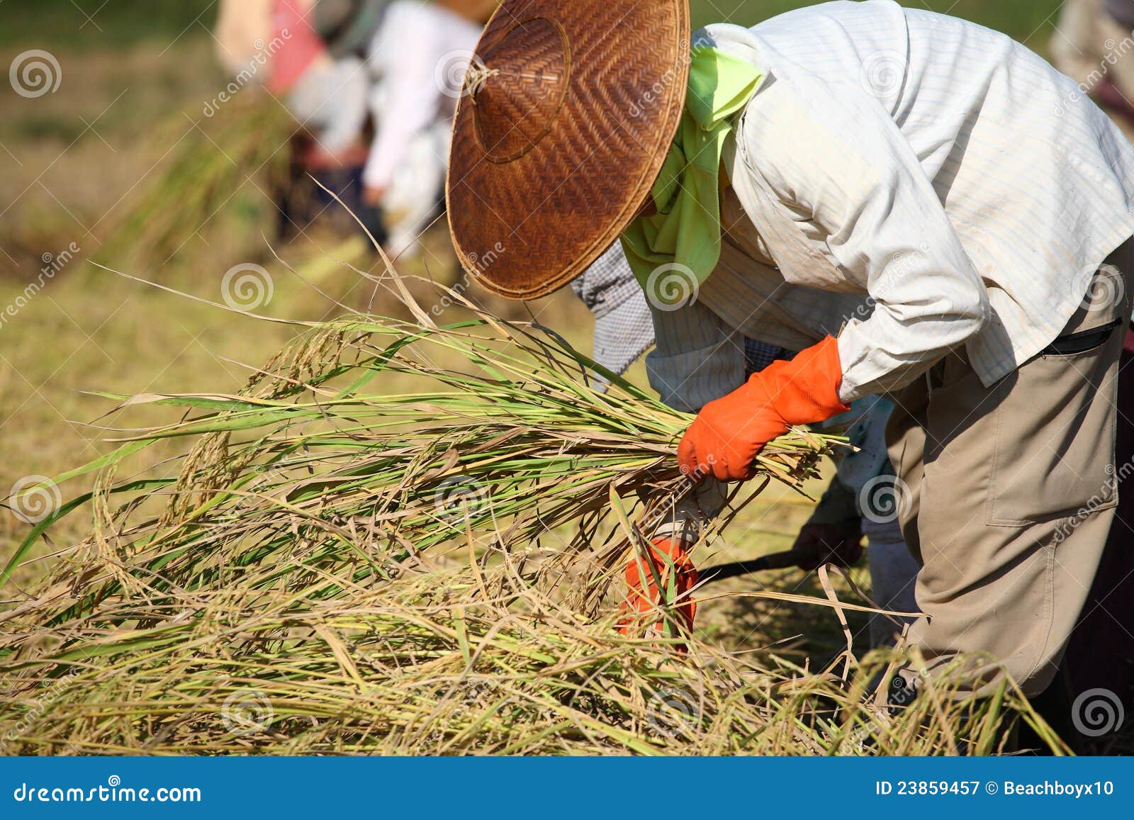 Farmer Cutting Rice in Field, Thailand Stock Image - Image of grain ...