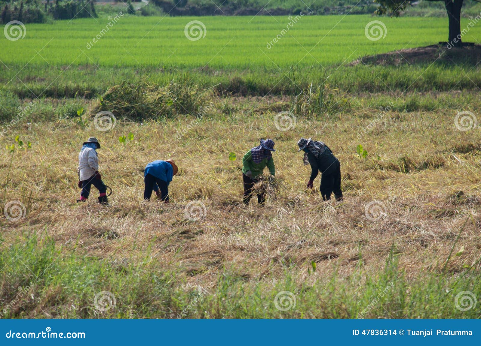 Farmer cutting rice editorial stock image. Image of mature - 47836314