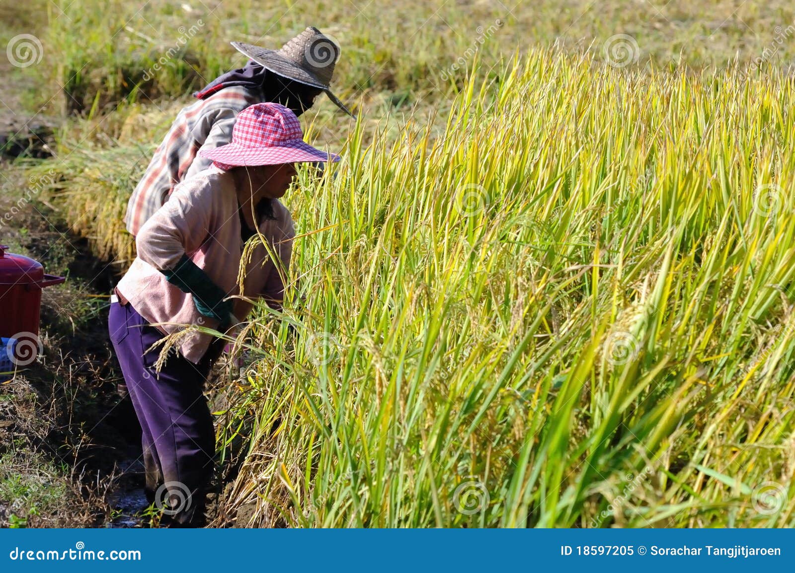Farmer Cutting Rice in Filed. Editorial Image - Image of culture ...