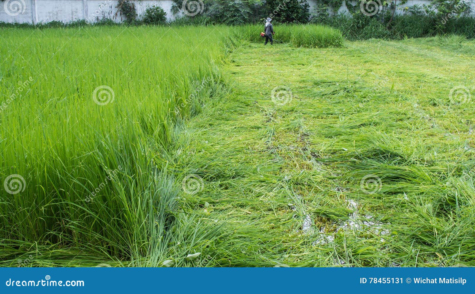 Farmer Cutting Rice stock image. Image of grass, grain - 78455131