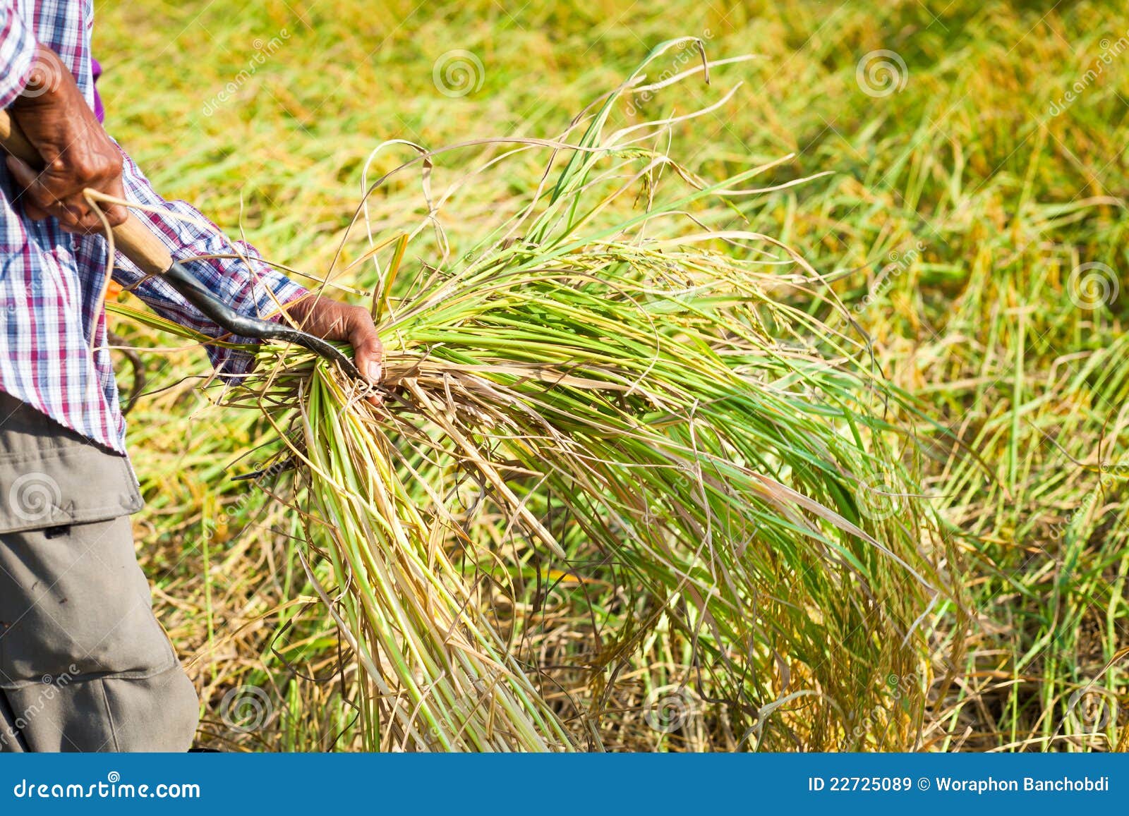 Farmer Cutting Rice in Paddy Stock Image - Image of food, countryside ...