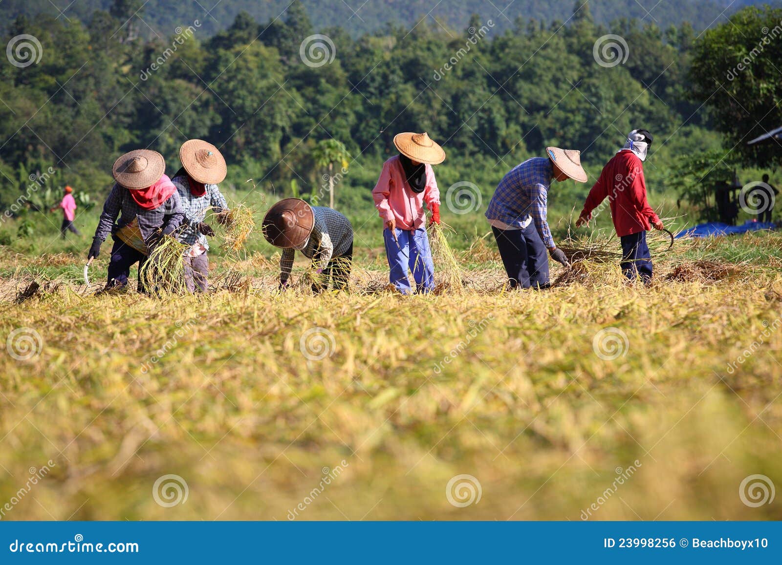 Farmer Cutting Rice in Paddy Stock Photo - Image of farmer, life: 23998256