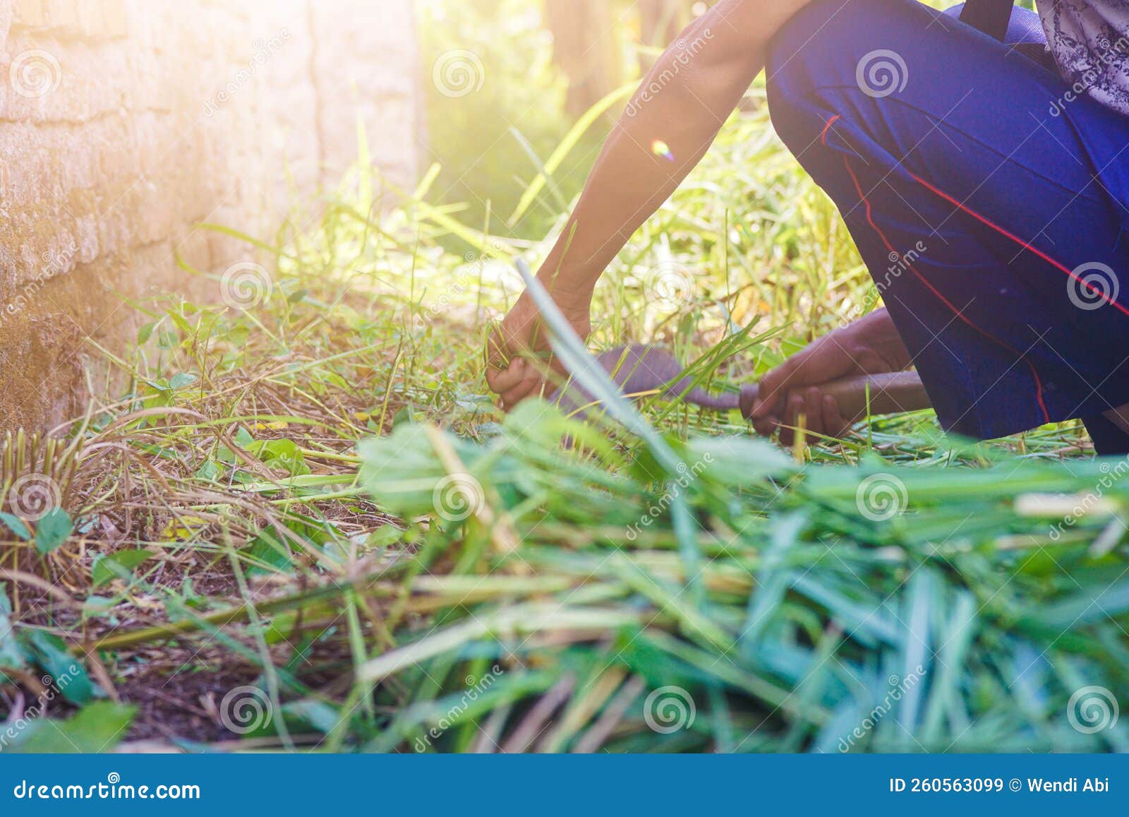 A Farmer Cutting the Weeds with a Sickle Stock Image - Image of care ...