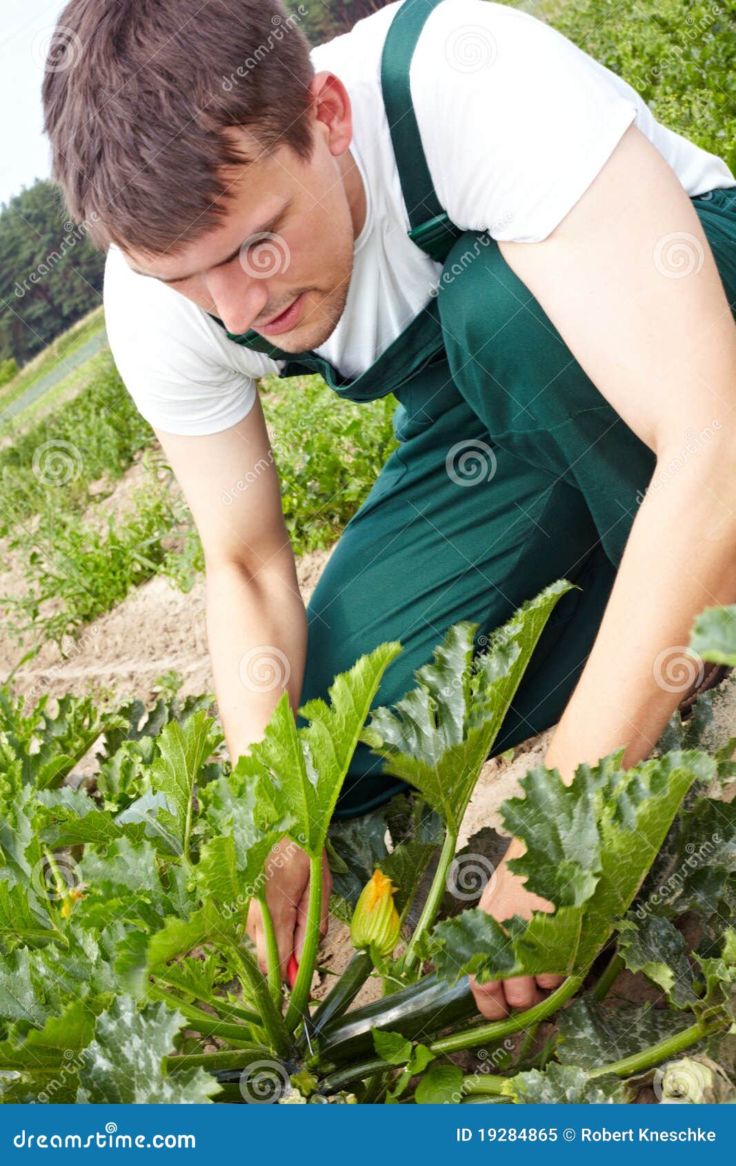 Farmer cutting zucchini stock image. Image of harvest - 19284865