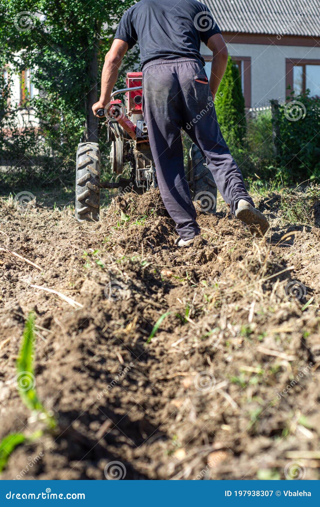 Farmer Digging Potatoes with a Hand Tractor Stock Image - Image of ...