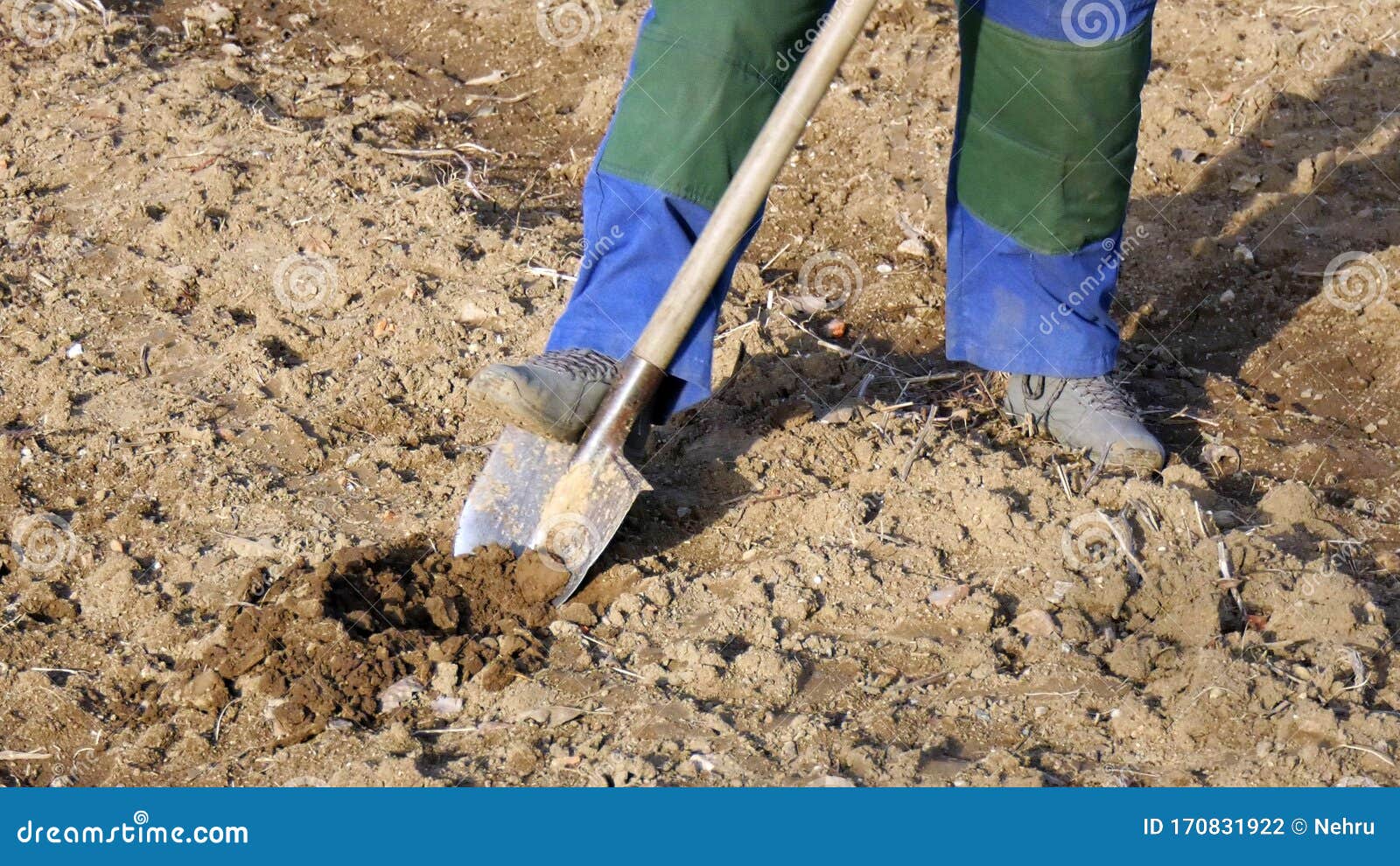 Farmer Digging Soil by Shovel Stock Photo - Image of land, cultivation ...