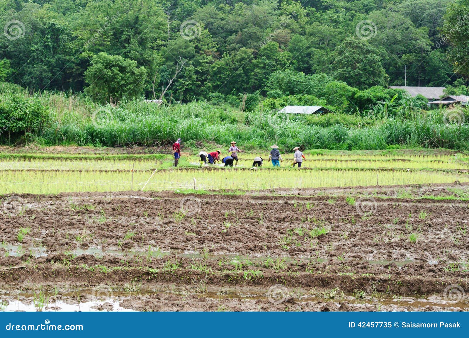 Farmer do rice farming editorial image. Image of plantation - 42457735