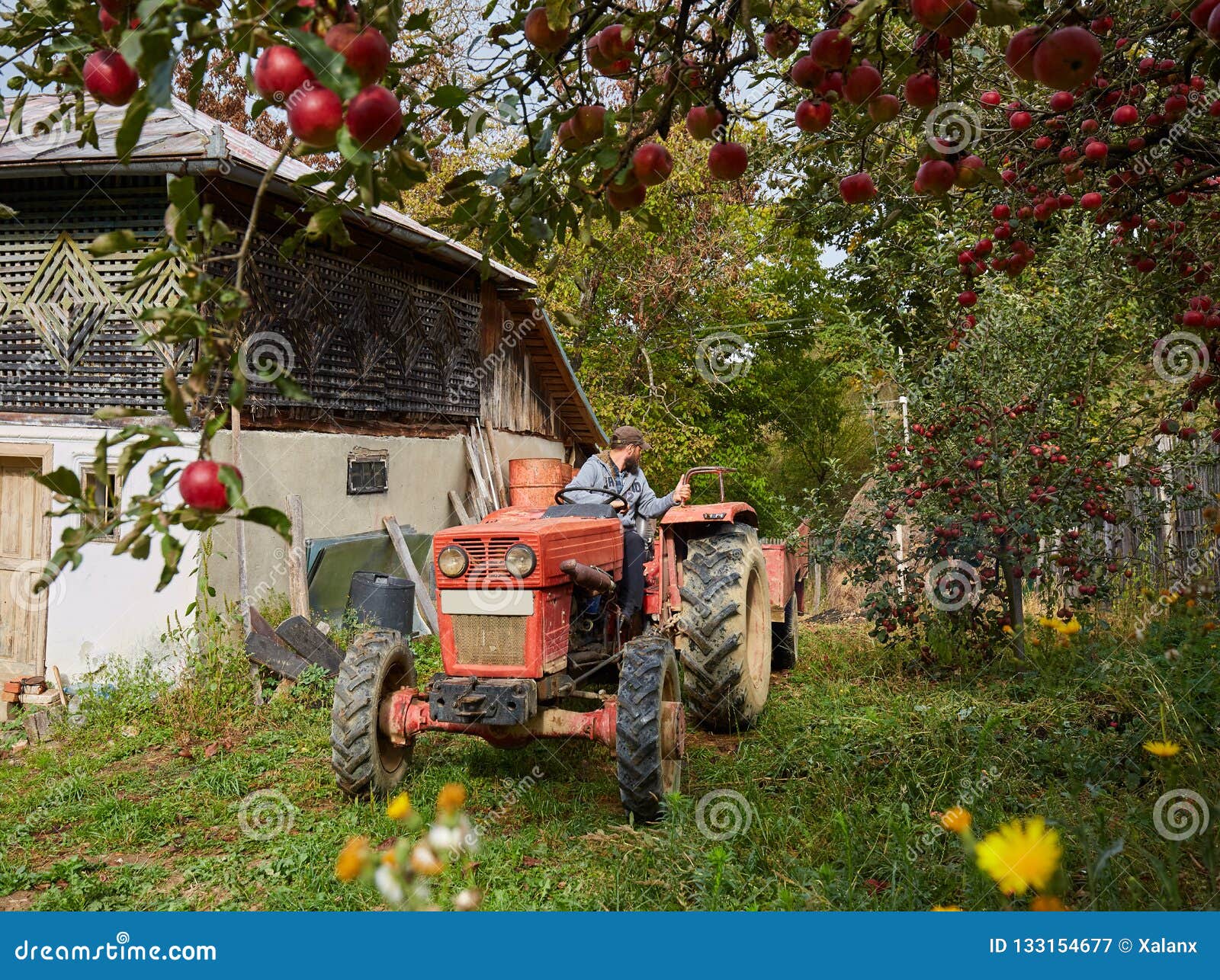 Farmer Driving Tractor through Backyard Orchard Stock Image - Image of ...