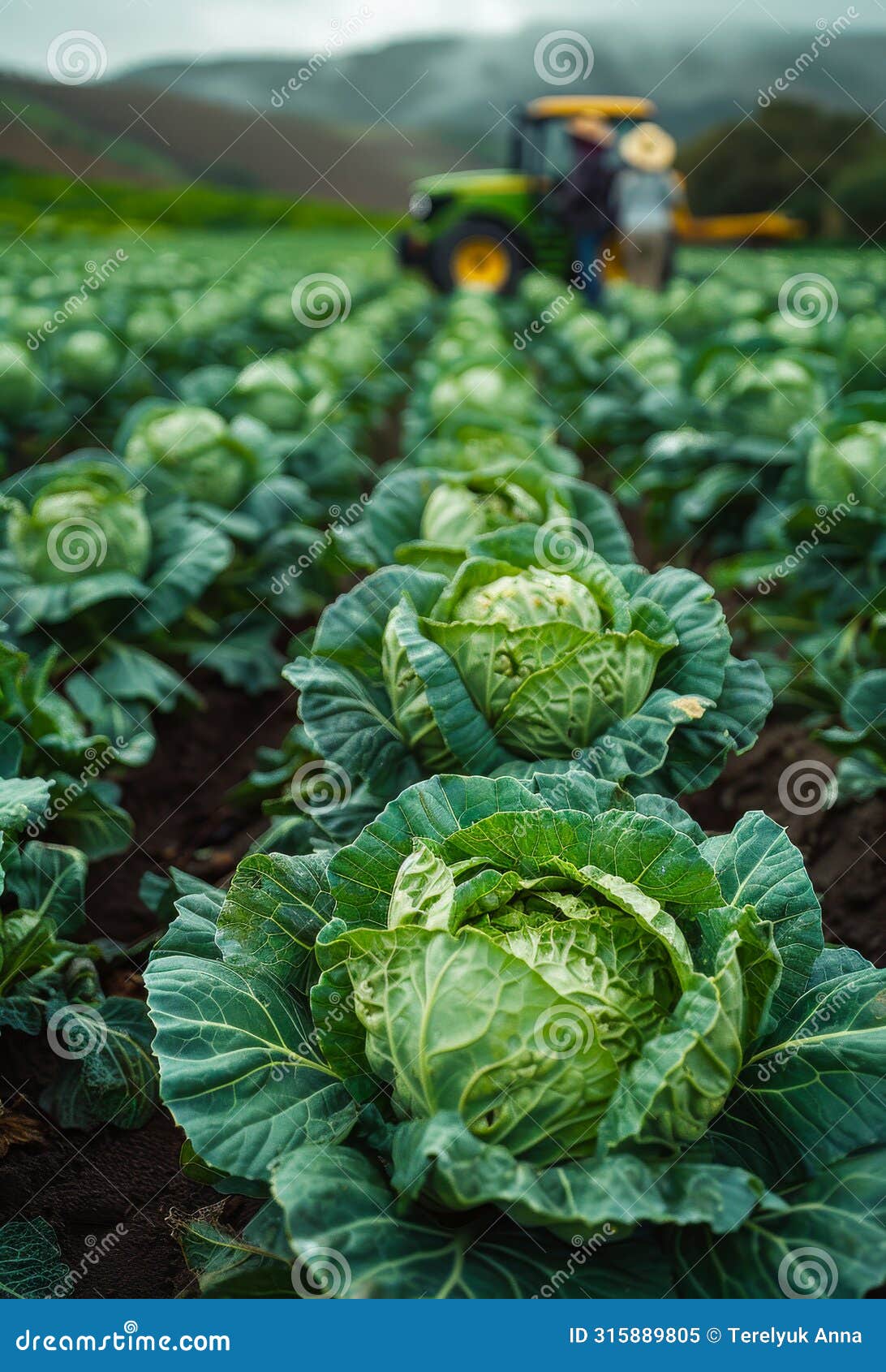 Farmer Driving Tractor and Harvesting Fresh Cabbage from the Field ...