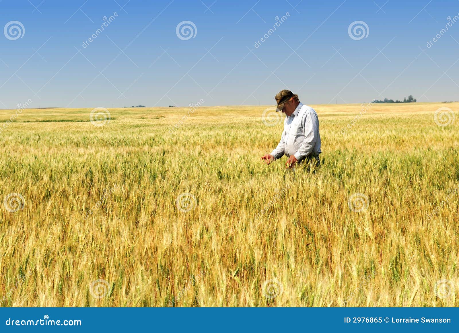 Farmer in Durum Wheat Field Stock Image - Image of reap, inspecting ...