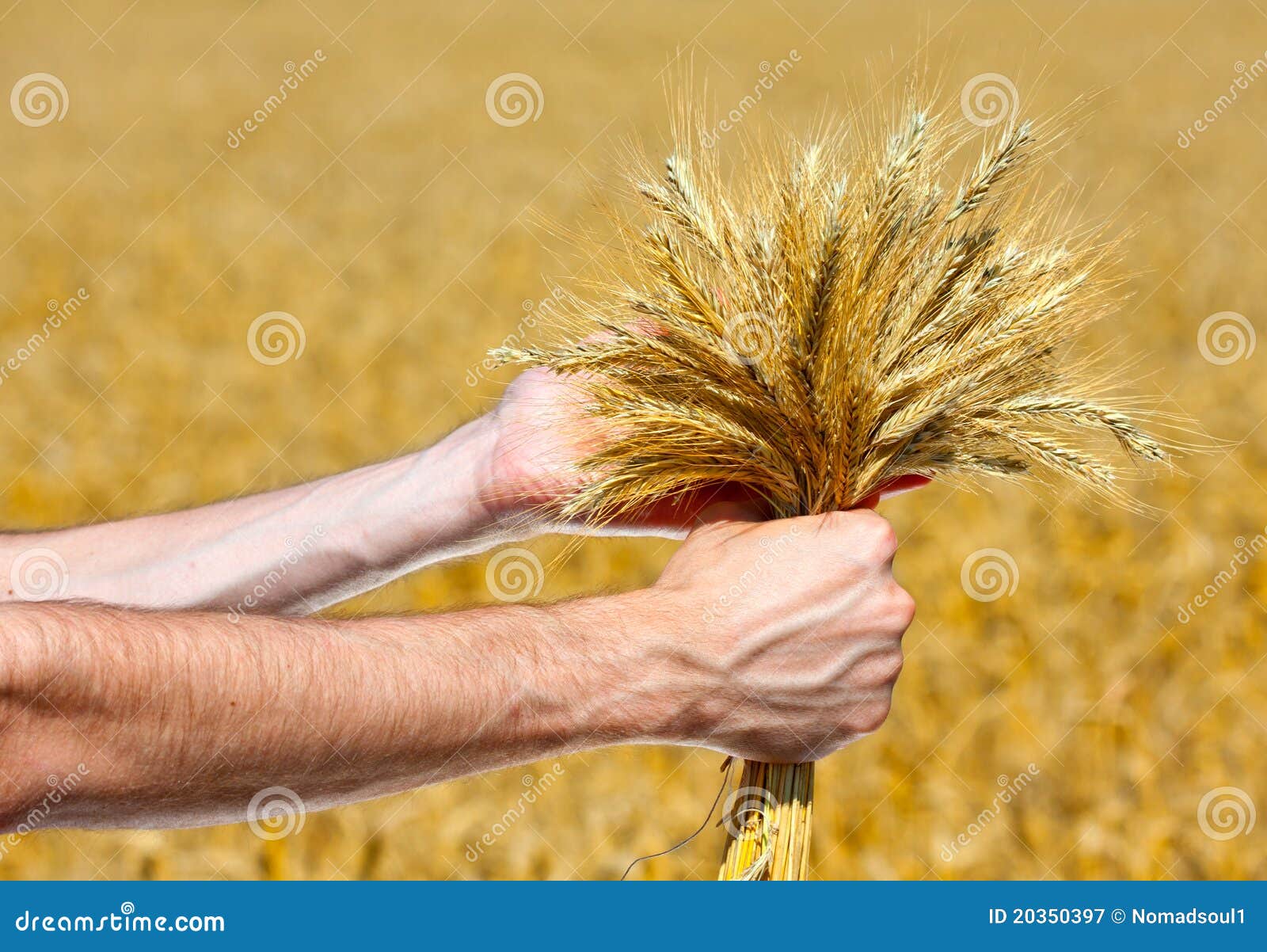Farmer with ears stock image. Image of outdoors, field - 20350397
