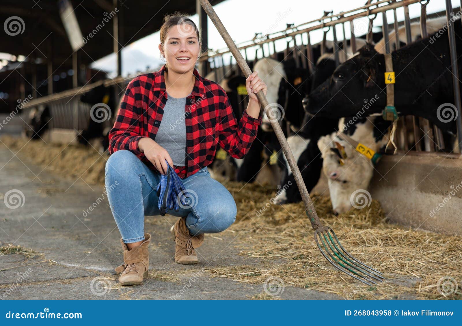 Farmer Engaged in Breeding of Cows Posing in Cowshed Stock Photo ... Farmer Engaged in Breeding of Cows Posing in Cowshed Stock Photo ...