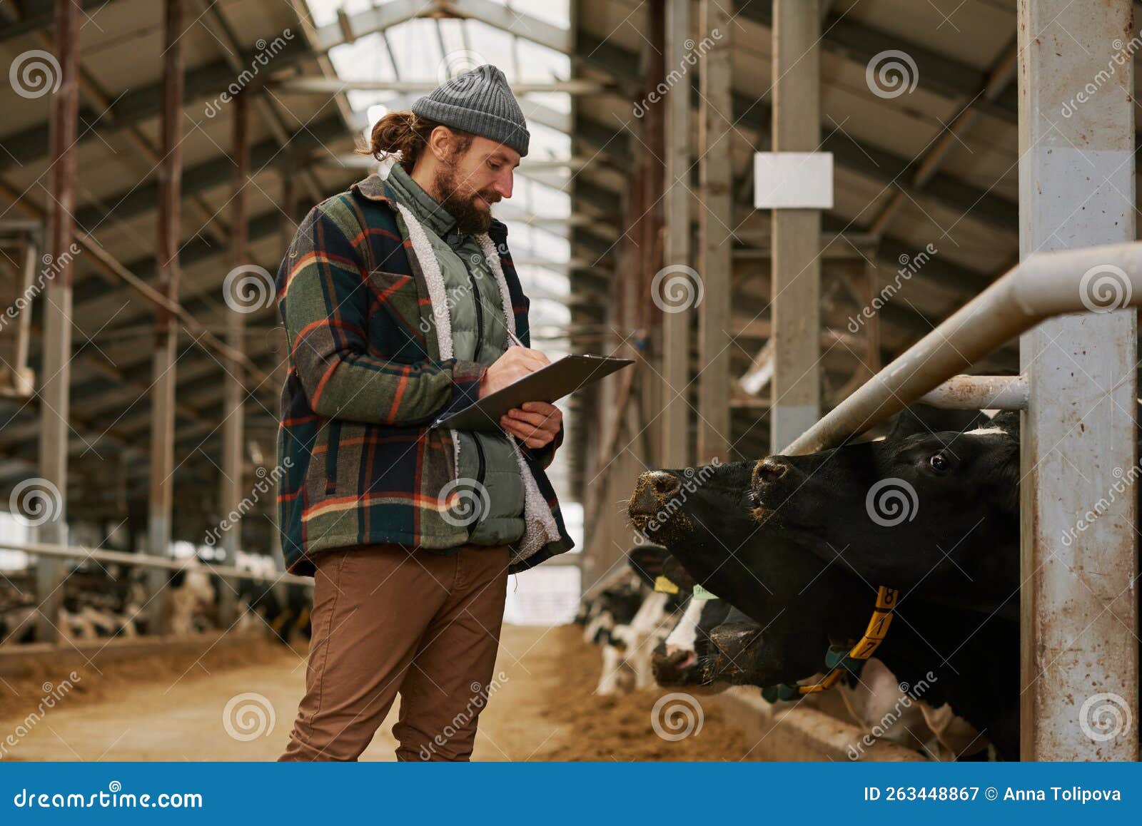 Farmer Entering Data about Cows in Document Stock Image - Image of ...
