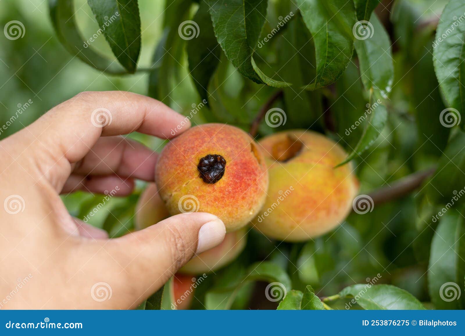 Farmer Examine Peach Fruit in the Tree for Disease Stock Image - Image ...