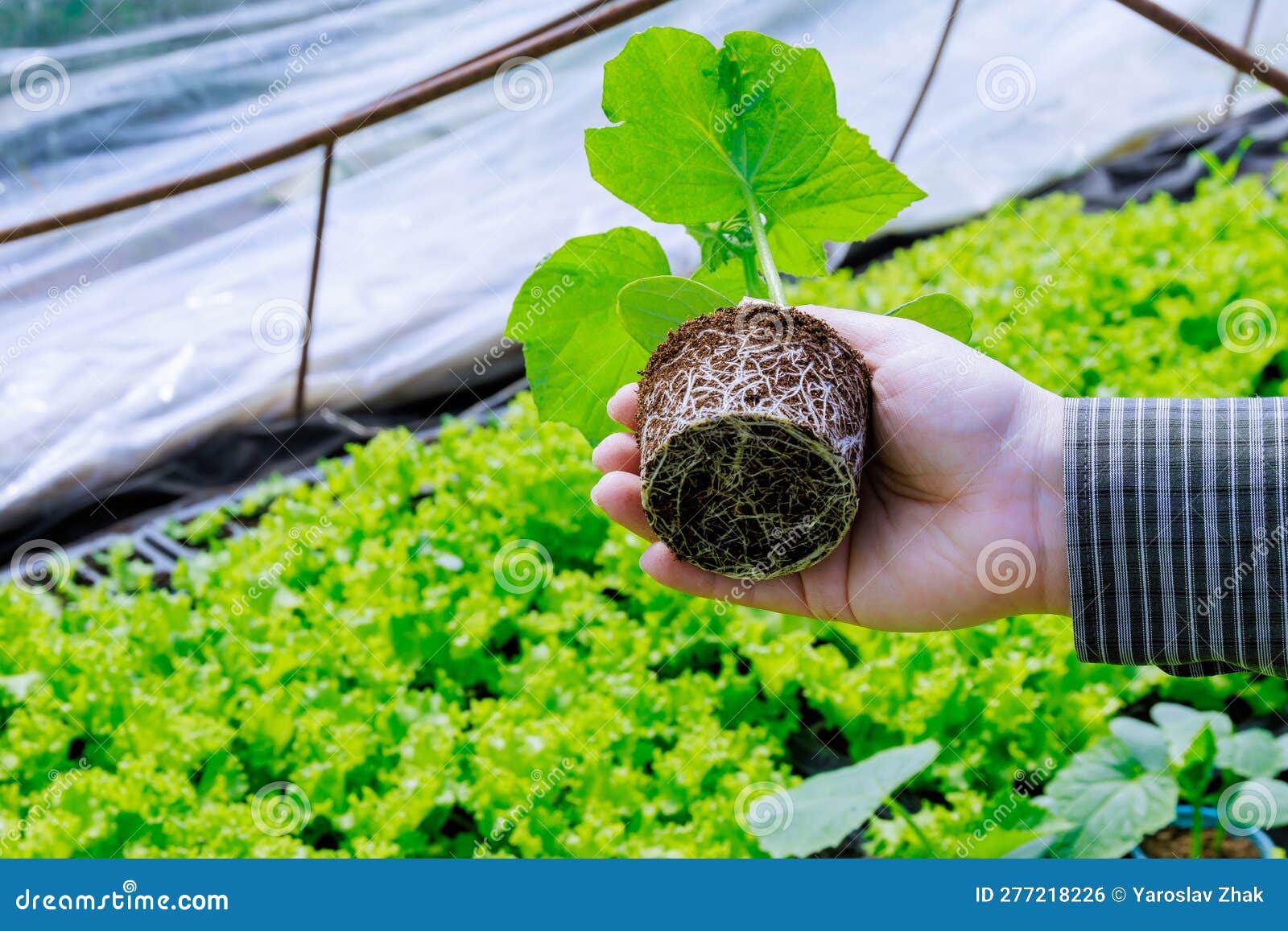 A Farmer Examines the Root System of Cucumber Seedlings. a Healthy Root ...