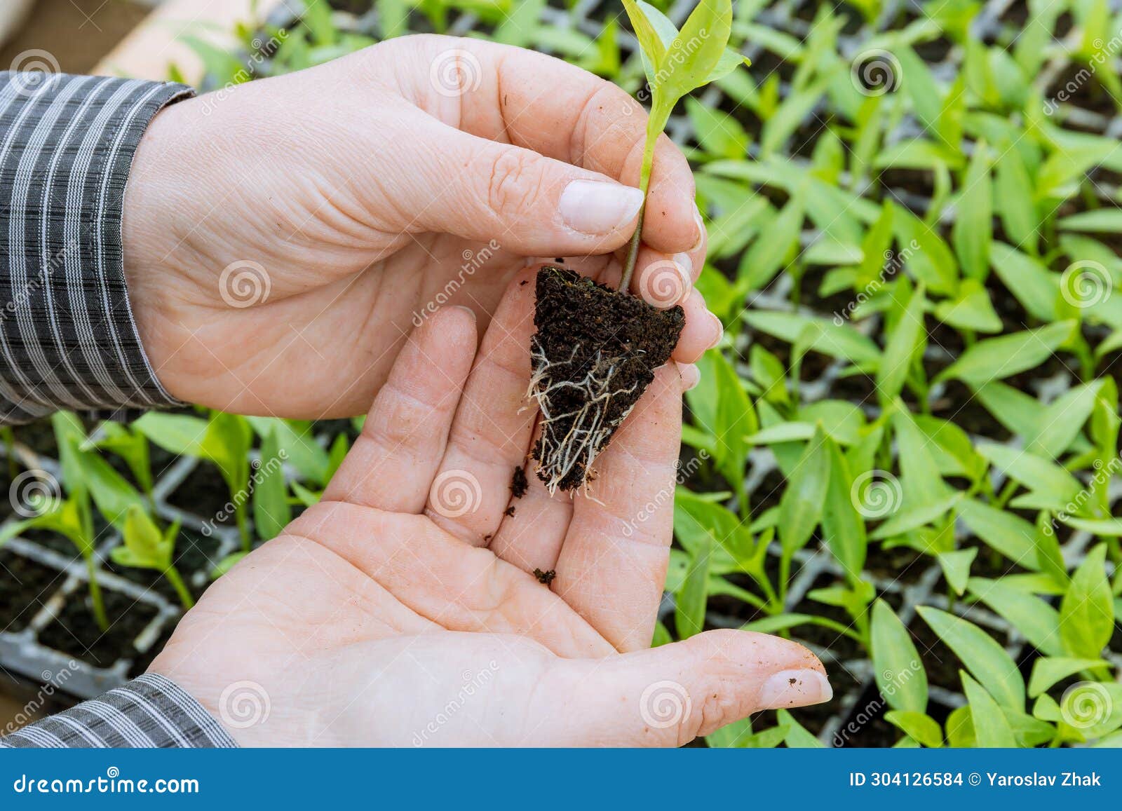 Farmer Examines Root System of Each Seedling To Ensure they Well ...