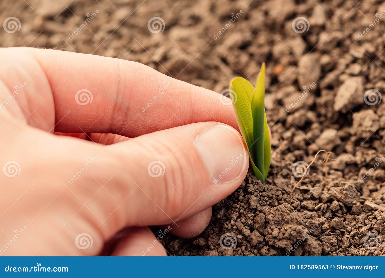 Farmer Examining Maize Plant Sprout in Field Stock Image - Image of ...